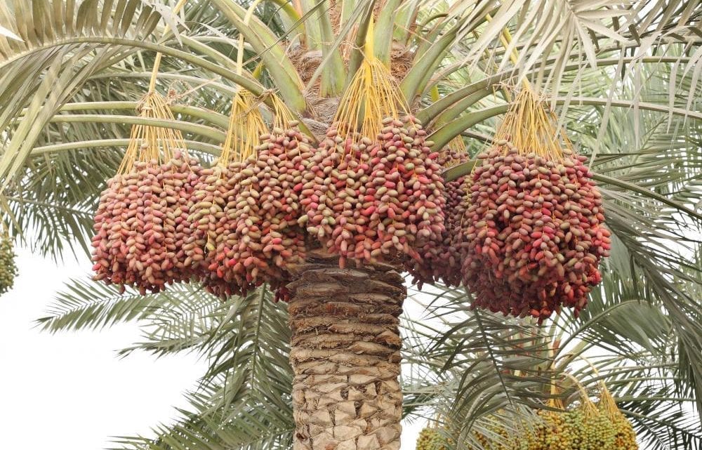 DABINO OR DATE FRUITS UNSUNG HEALTHY NUTS OF THE DESERTS NIFST DABINO OR DATE FRUITS UNSUNG HEALTHY NUTS OF THE DESERTS NIFST